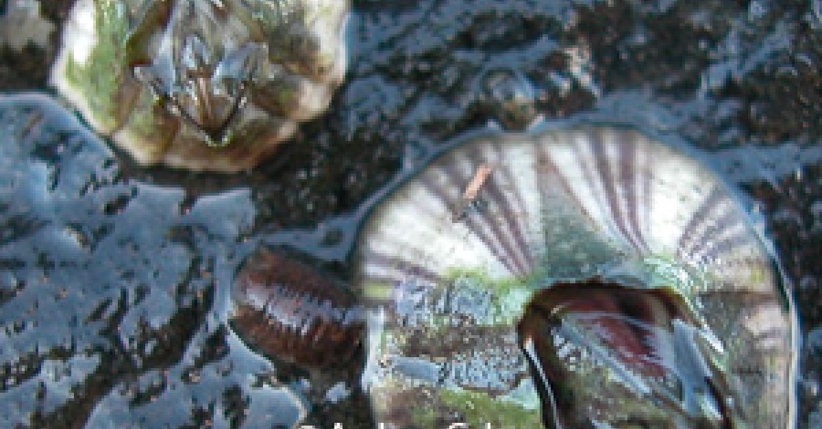 Amphibalanus amphitrite | Niet-inheemse soorten