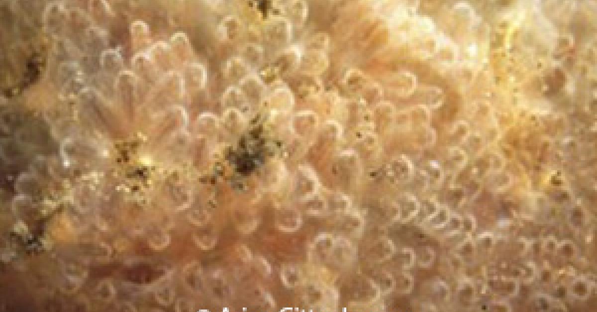 Aplidium glabrum | Non-indigenous species