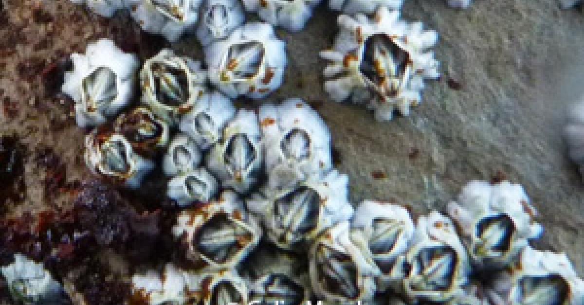 Austrominius modestus | Niet-inheemse soorten