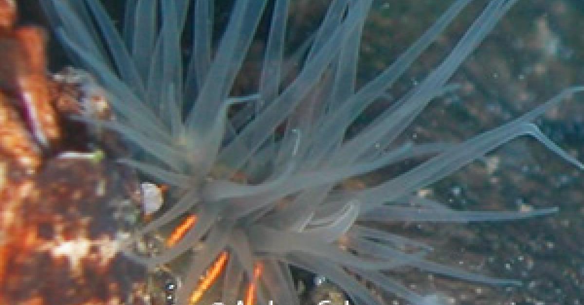 Diadumene lineata | Niet-inheemse soorten