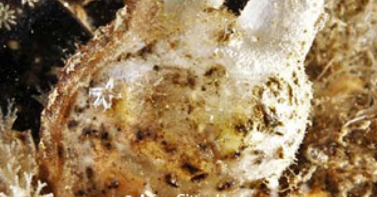 Molgula manhattensis | Niet-inheemse soorten