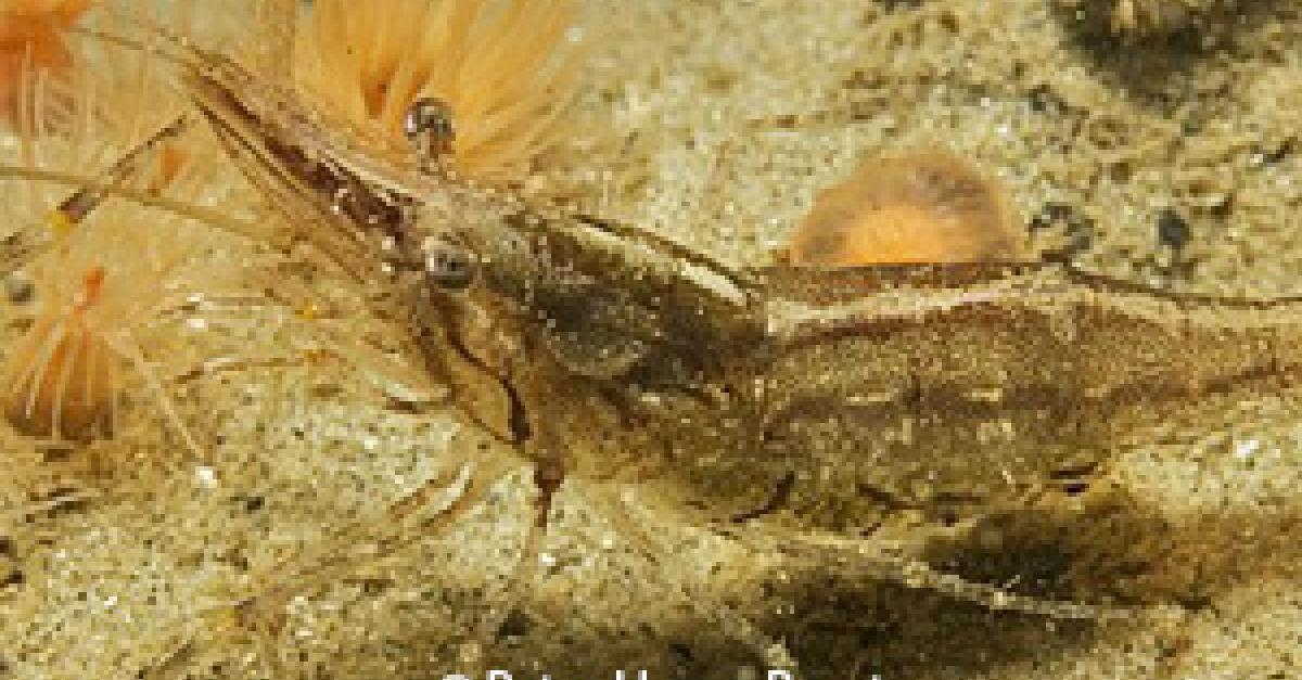 Palaemon macrodactylus | Niet-inheemse soorten