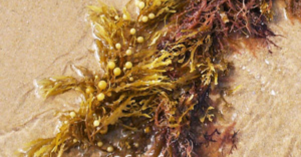 Sargassum muticum | Non-indigenous species