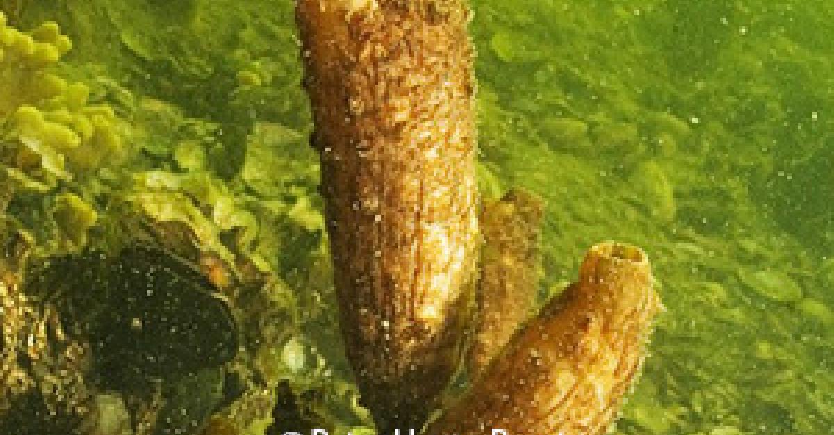 Styela clava | Non-indigenous species