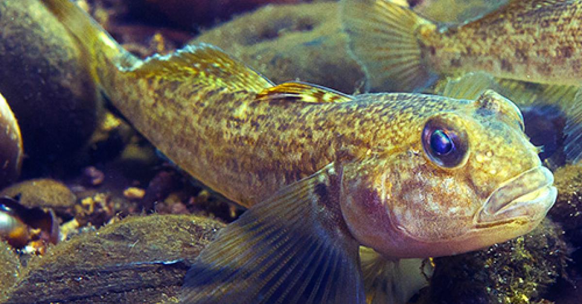 Neogobius melanostomus | Niet-inheemse soorten