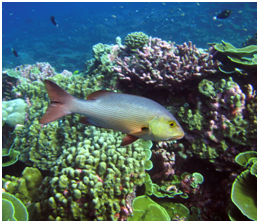 Marine World Heritage - Phoenix Islands Protected Area