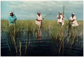 Marine World Heritage - iSimangaliso Wetland Park