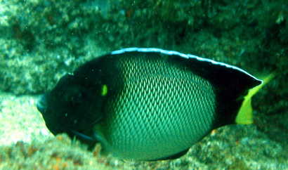 Marine World Heritage - Commoros and Moyotte