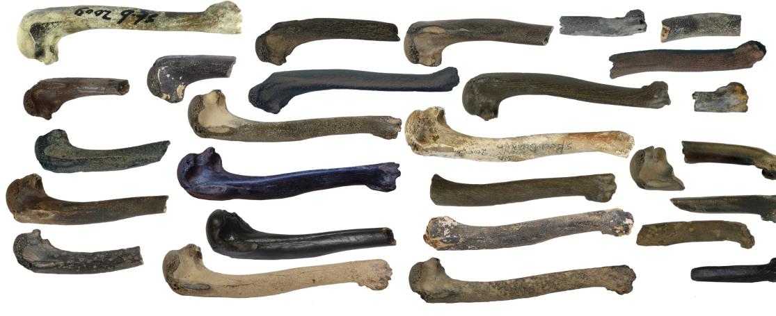 Reuzenalk: de pinguïn van het noorden herontdekt