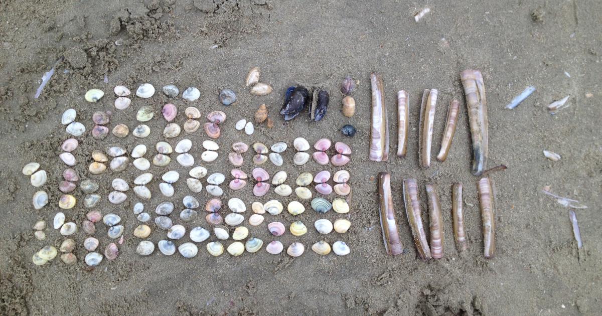 Strandschelpen herkennen: les voor absolute beginners