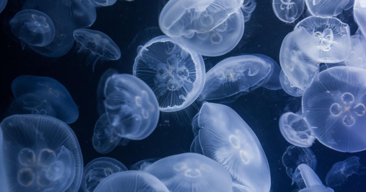 Kwallen aan zee, wat moeten we ermee?