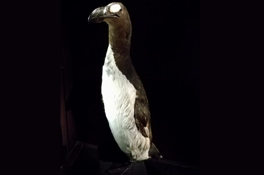 Reuzenalk: de pinguïn van het noorden herontdekt